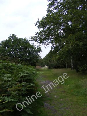 Photo 12x8 Walk on Westleton Nature Reserve c2011 | eBay UK