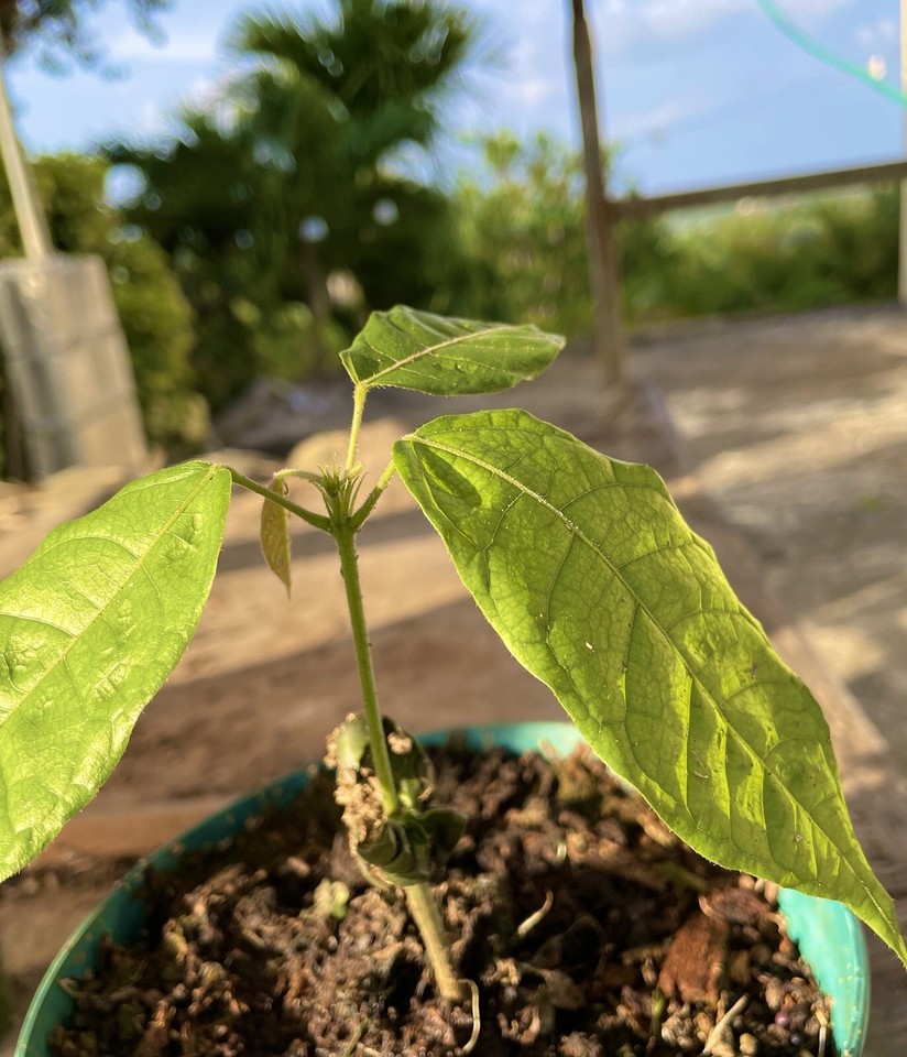 Red Theobroma Cacao Cocoa Chocolate Tropical Fruit Tree Potted Plant 7 ...