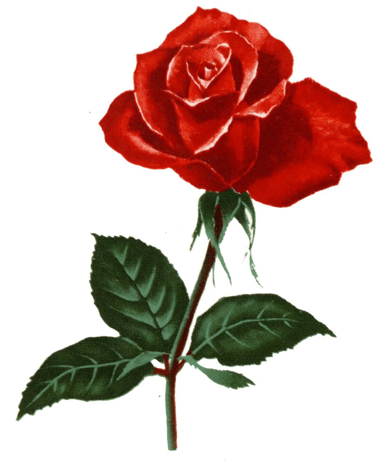 Red Rose Flower Select-A-Size Waterslide Ceramic Decals Ox | eBay