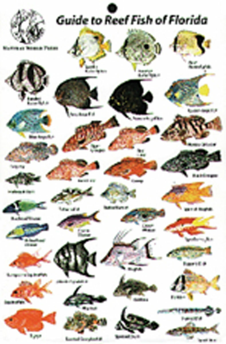 Florida Saltwater Fish Identification Chart