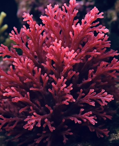 Live Red Tide fire Macroalgae 3” Frag Reef Tank Refugium | eBay