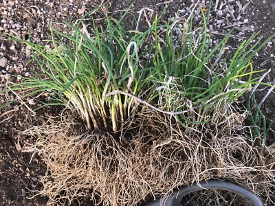 ONION CHIVES, ORGANIC, 60+ BULBS, PURLY 2+Years Old Plants | eBay