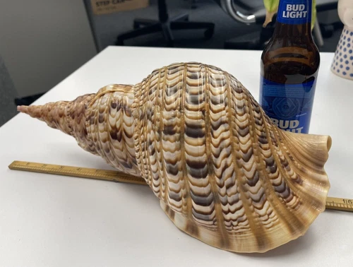 The Most Valuable Seashells (Rarest Sold For $8,000+) - VIP Art Fair