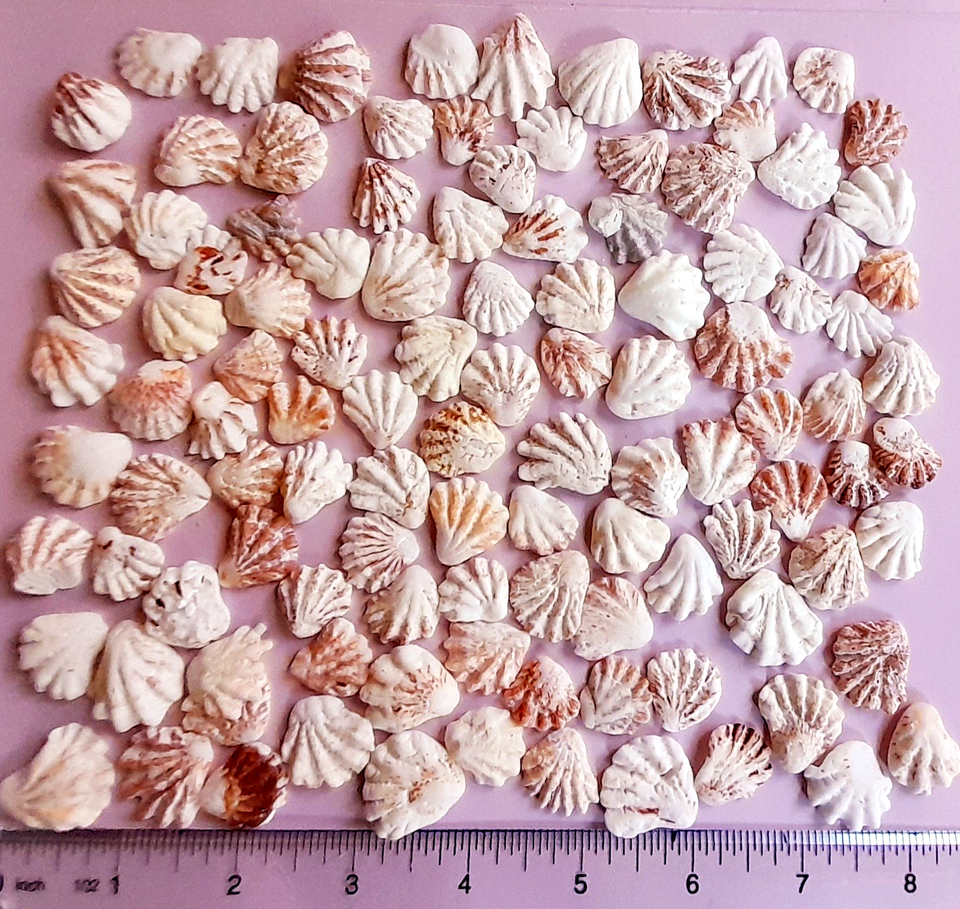 Kitty Paw Seashell LOT of 100 - Sanibel Island FL Kitten Paws 1/2" - 1" | eBay