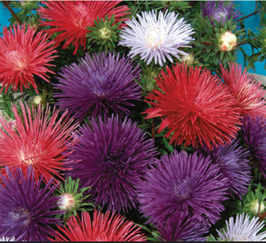 50 Seeds Mixed OSTRICH PLUME ASTER Feather Spider Callistephus ...