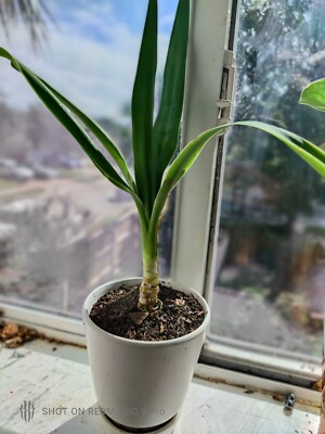 Baby Started Yucca Plant | eBay