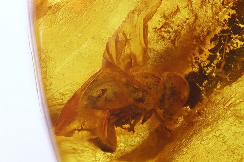 Hover Fly Syrphidae. Fossil insect in Baltic amber #11755 | eBay