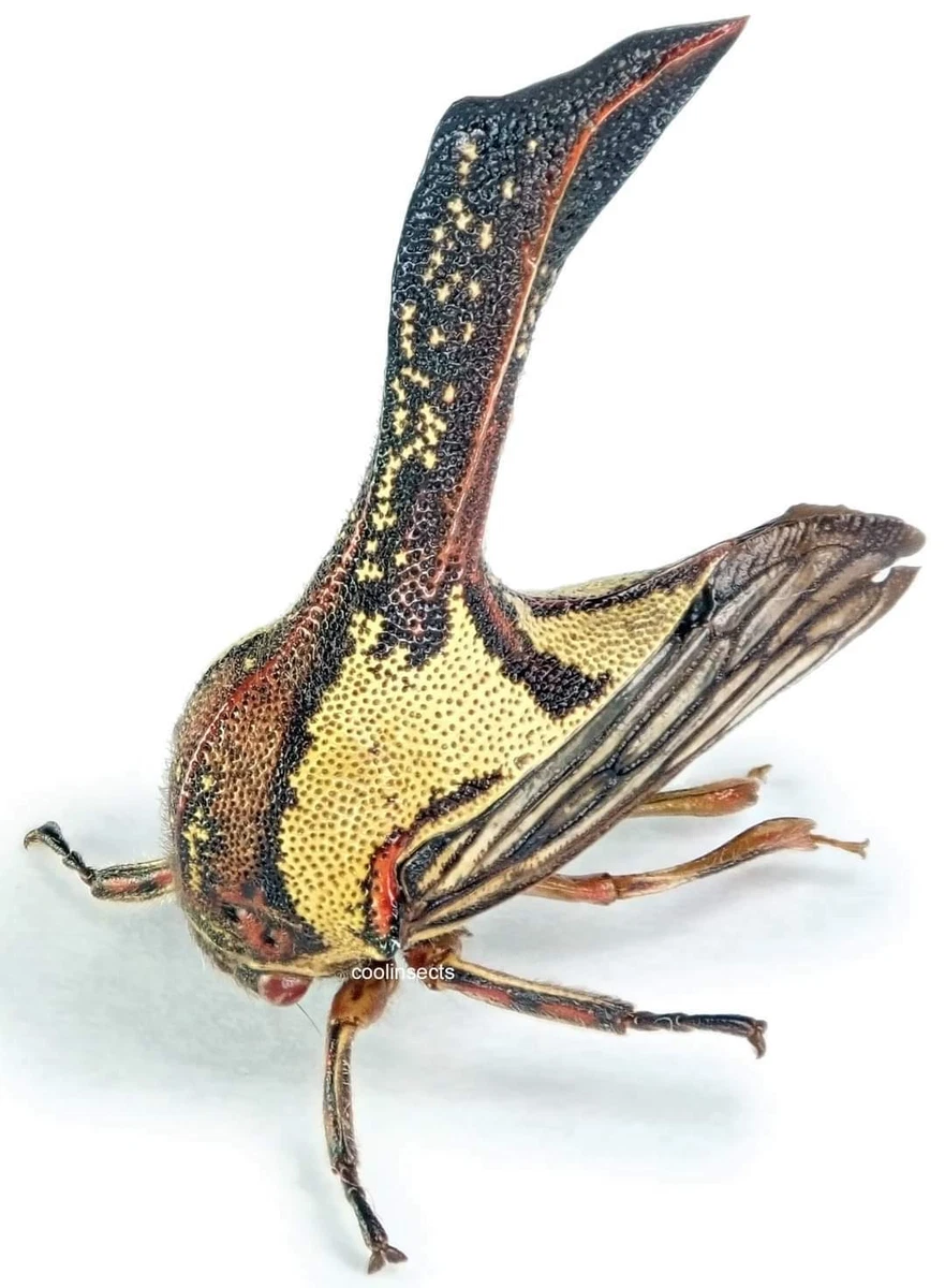 Umbonia Crassicornis