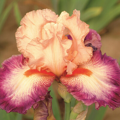 Come Away With Me Iris | eBay