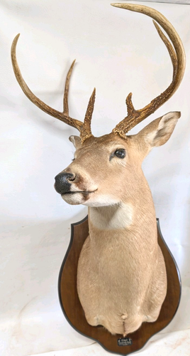 Shoulder Mount 8 Point White Tail Deer Real Antler Buck Doe Taxidermy ...