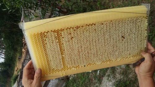 7 x Auto Honey Beehive Frames Beekeeping Supplies Beehive Frames Honey ...