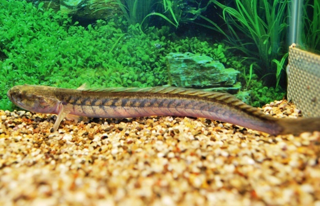 Dragon Fish Aquarium