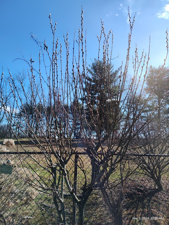 White Pussy Willow Salix discolor 30 piece lot Tree Stems for planting ...