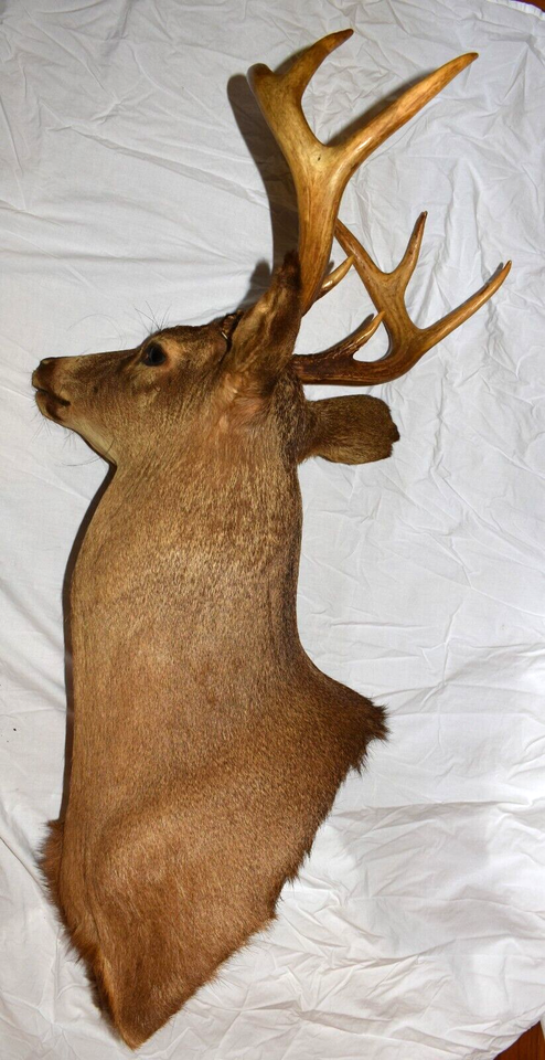 8-Point Whitetail Deer Real Wild Fighting Stag in Rut Shoulder Mount | eBay