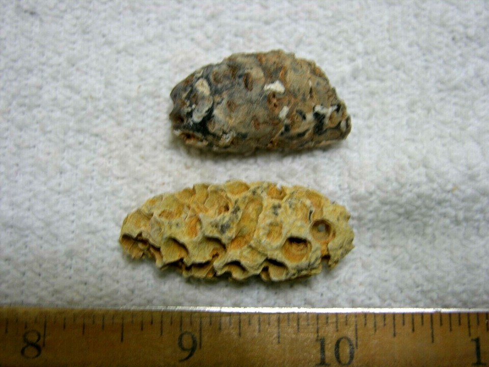 Petrified Silicified fossil Pine Cones Eocene Epoch Northern Sahara desert I6 | eBay