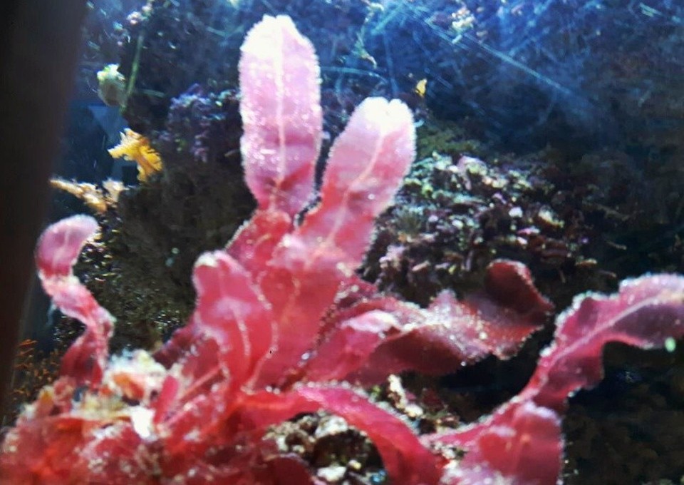 Marine macro algae, Cryptonemia crenulata Display / Sump / Nutrient ...