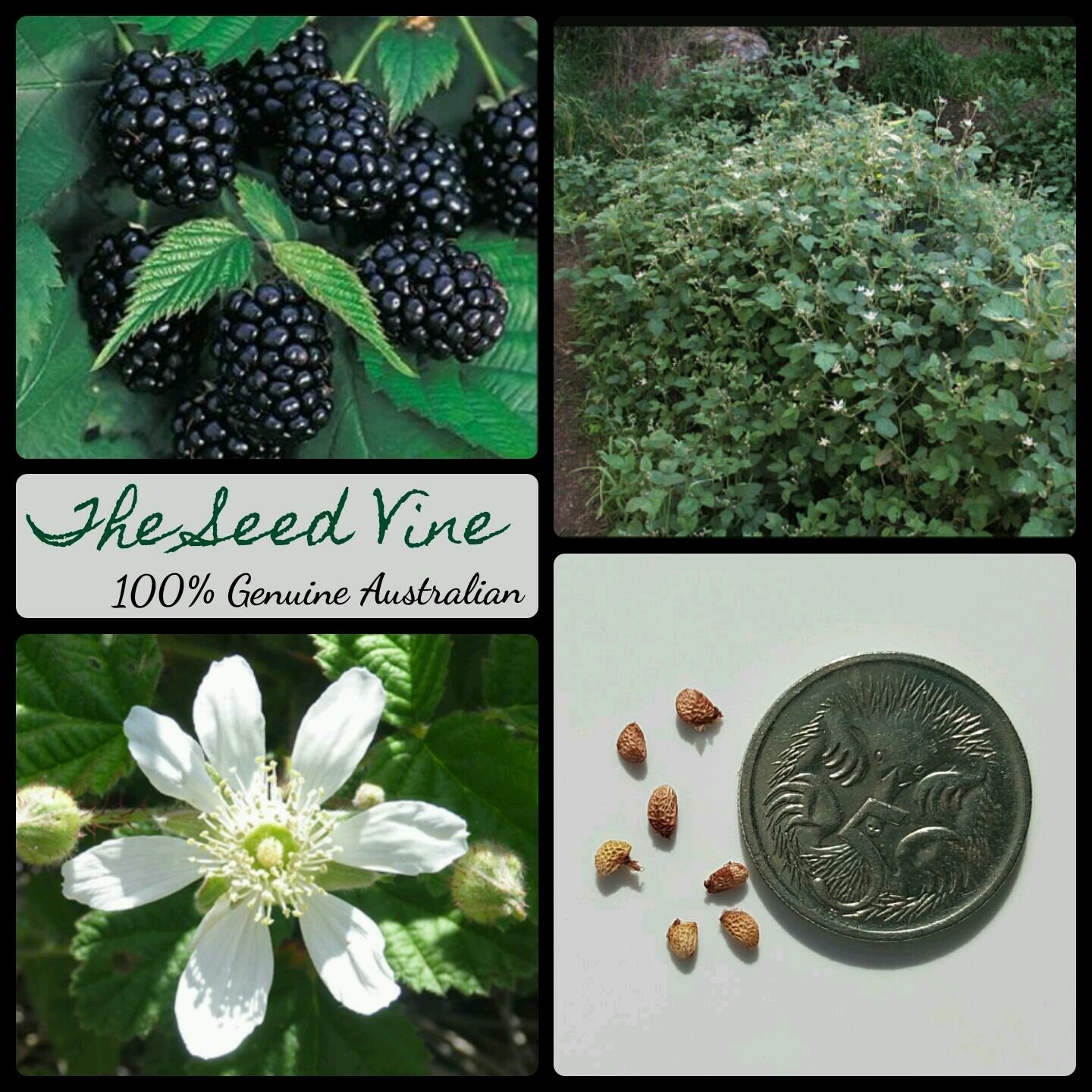 20+ ORGANIC BLACKBERRY SEEDS (Rubus ursinus) NON GMO Heirloom Berry ...