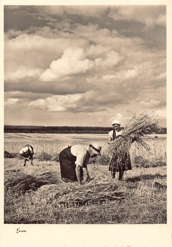 Agriculture Real Photo Peasants Work on Hay Fields RPPC vintage ...
