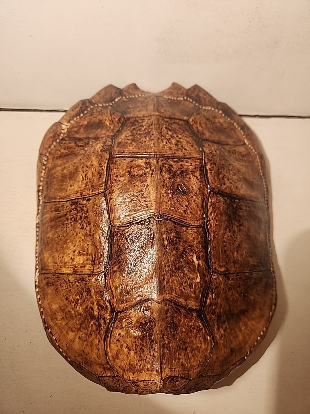 Vintage Taxidermy Large Genuine Snapping Turtle Tortoise Shell 11" x 9 ...