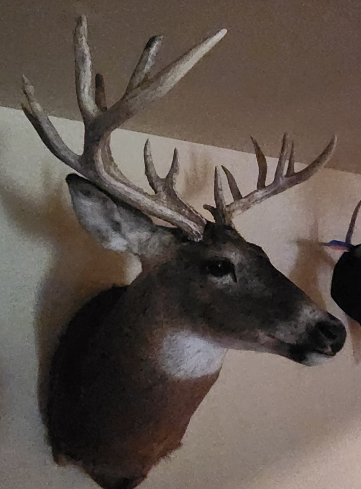 Huge Wis Whitetail Deer Shoulder Mount 16 Points 25 Inch Spread | eBay
