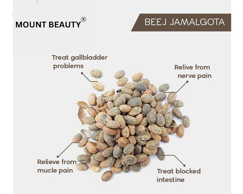 2 x graines entières Jamalgota/Croton Tiglium/Jayaphala/Jamalghota ...