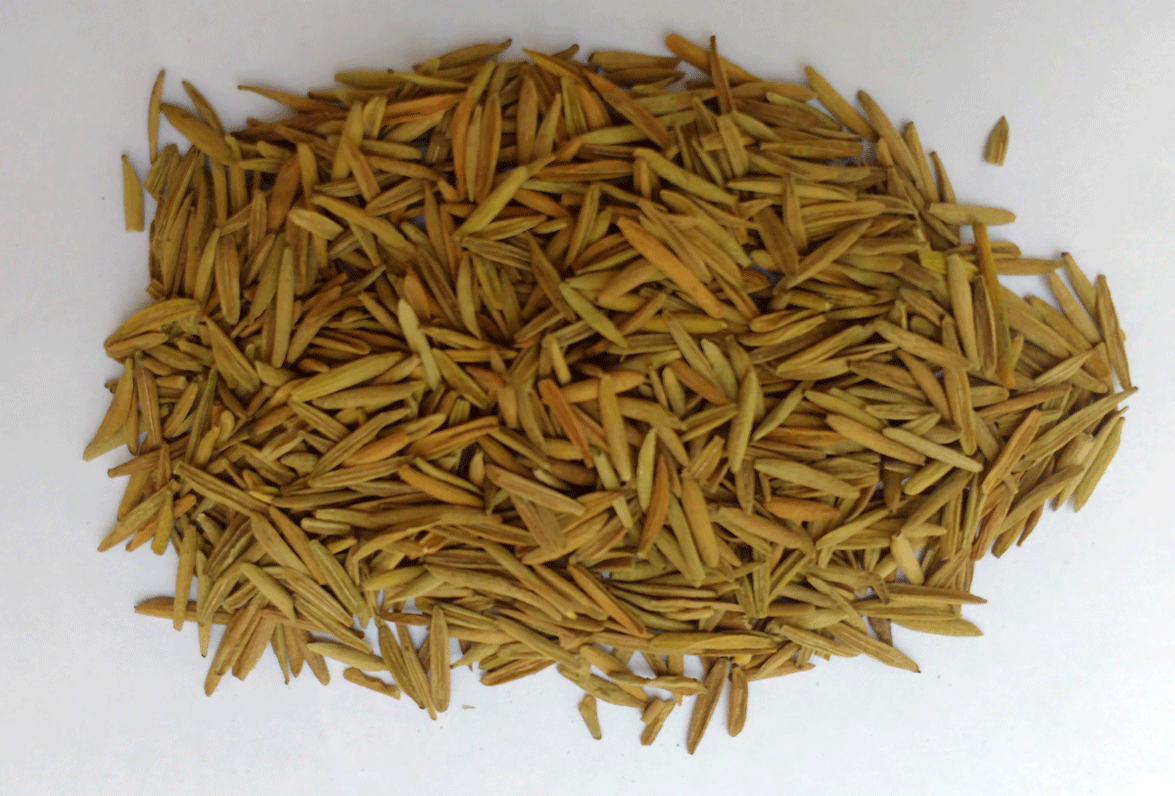 Karva Indrajau bitter oleander whole Holarrhena pubescens organic free ...