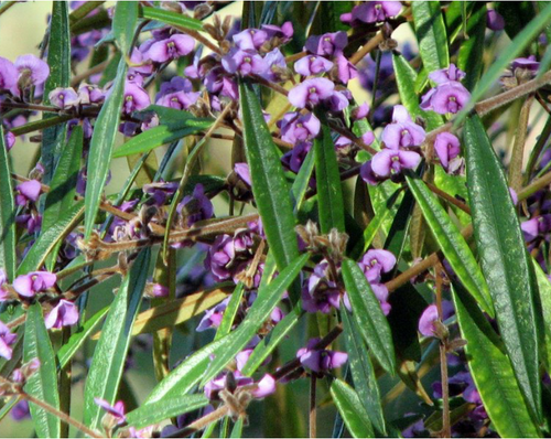 10 X NATIVE PURPLE PEA BUSH SEEDS-HOVEA-BUSH TUCKER-BIRD ATTRACTING ...
