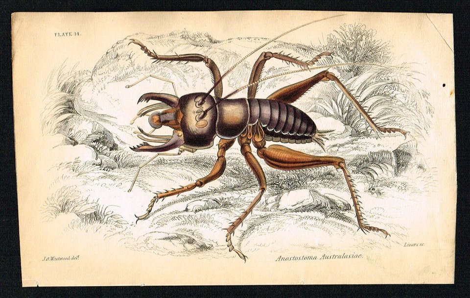 Australian Giant King Cricket Insect, Hand-Colored Antique Print ...