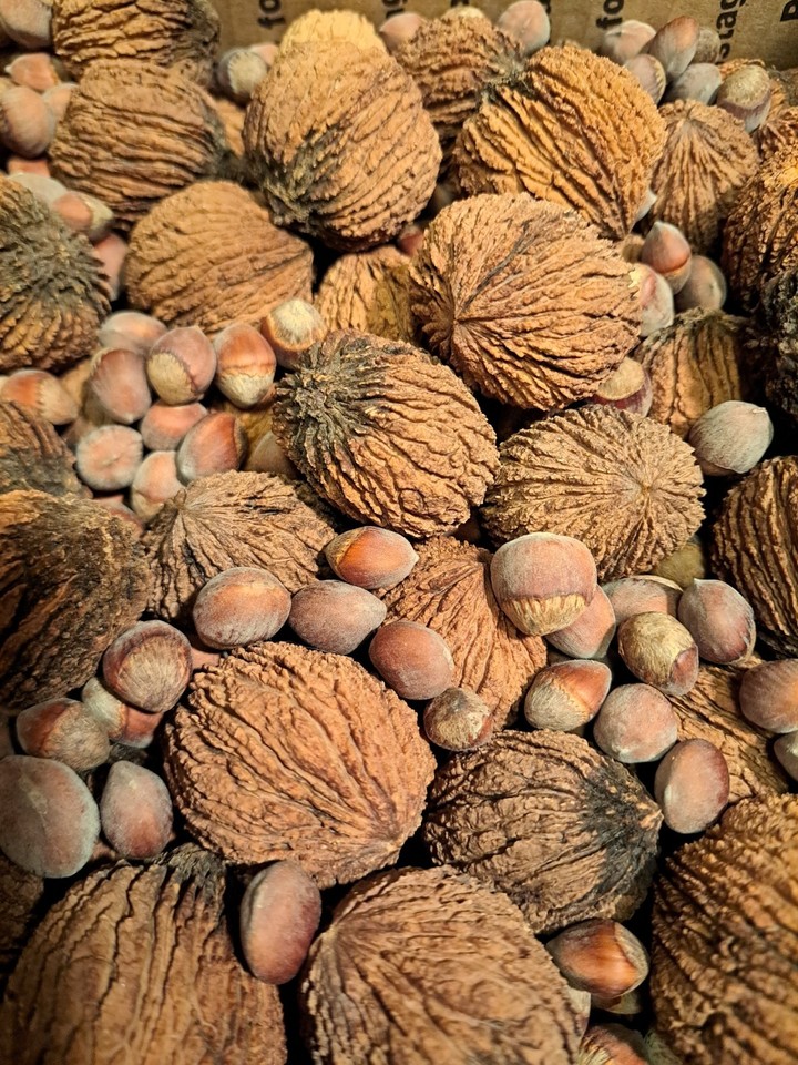 2024 9 Pound Black Walnut /American Hazel In Shell Organic Squirrel ...