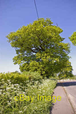 Photo 6x4 Oak tree, The Ridgeway, Enfield Botany Bay/TQ2999 Very large ...
