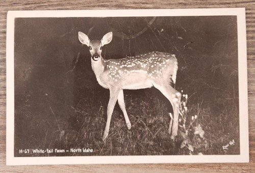 White Tail Fawn North Idaho Ross Hall RPPC H-67 Postcard | eBay