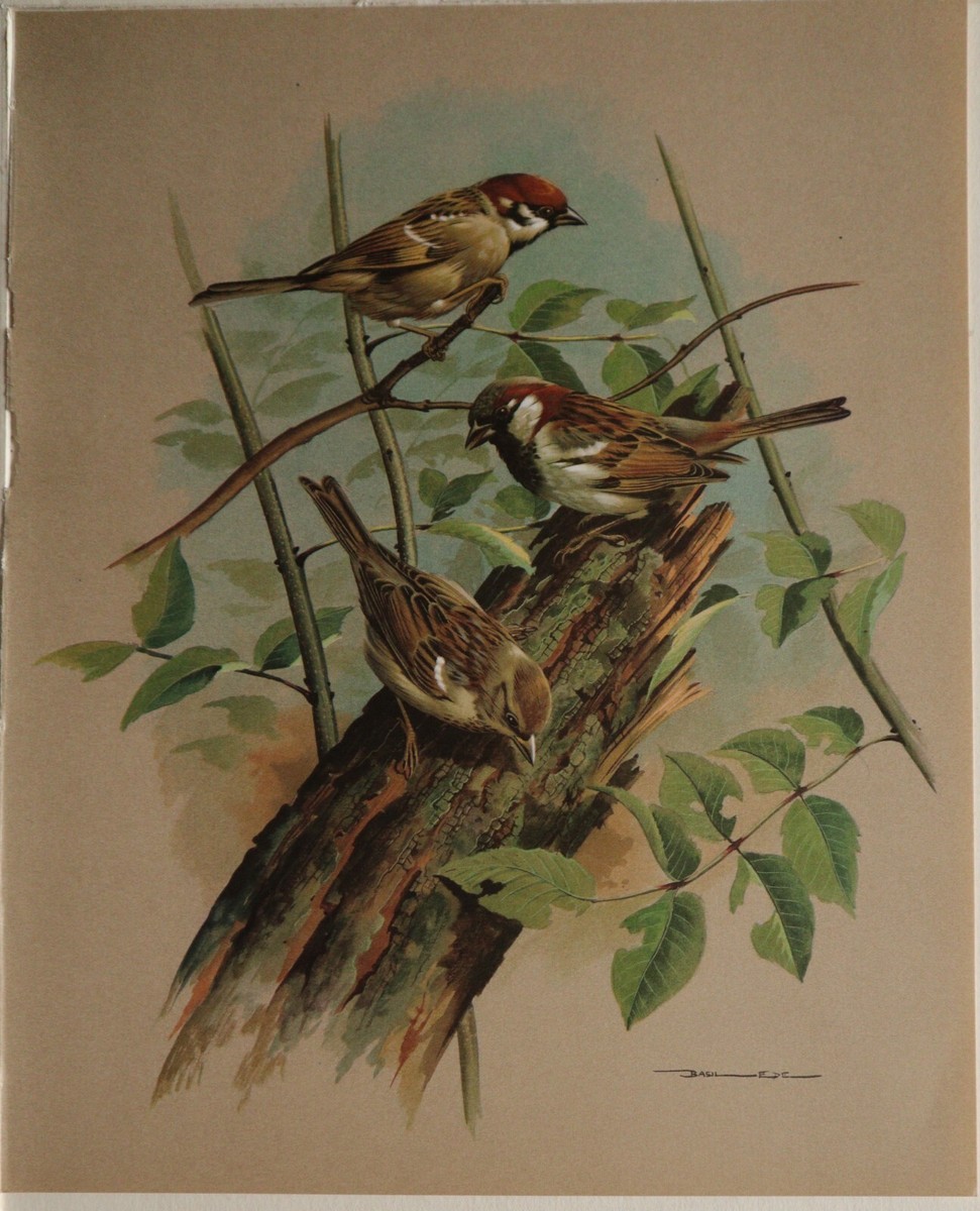 Beautiful Paintings Of Birds Sparrows