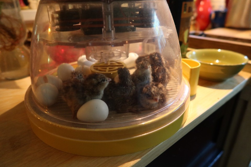 12 Fertile Northern Bobwhite Quail Eggs for Hatching (One Dozen) | eBay