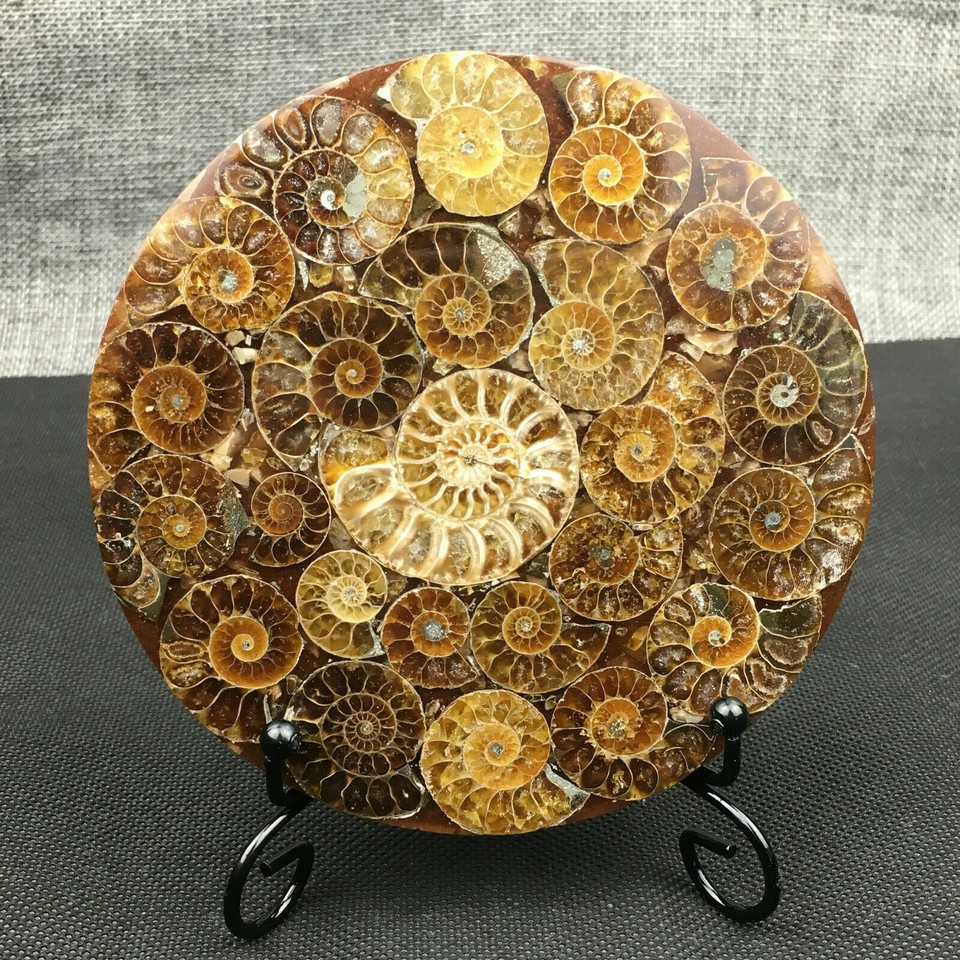 Natural Ammonite Disc Fossil Conch Specimen Crystal Reiki Healing ...