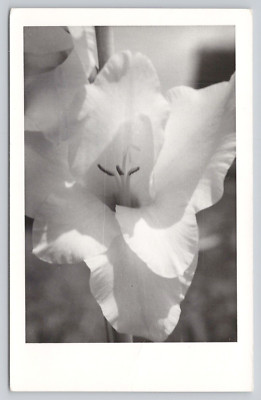 Postcard RPPC Flower Kodak c1950s | eBay