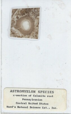 Coal Ball Peel of Astromyelon sp. Microscope Slide | eBay