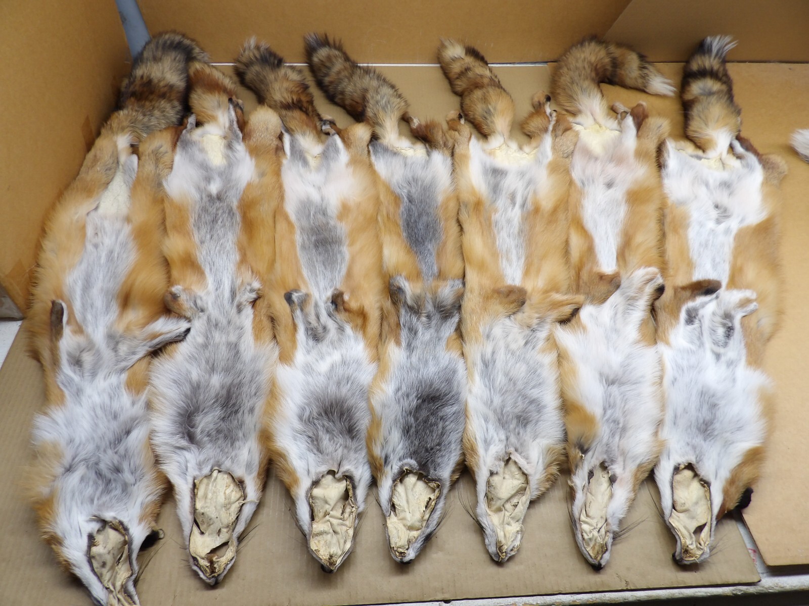 Tanned Red Fox Hides/Furs/Trapping/Taxidermy/Crafts/Freshly tanned/USA ...