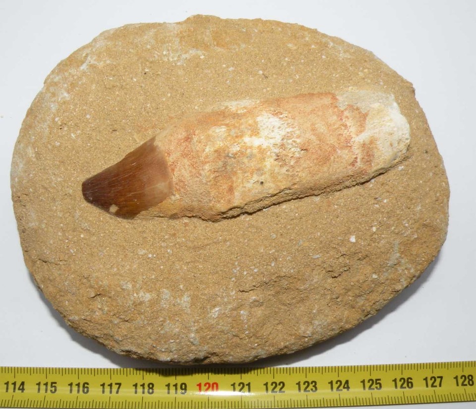 Tooth of Mosasaurus Anceps on matrix - Mosasaur (dinosaur - 137*) | eBay UK