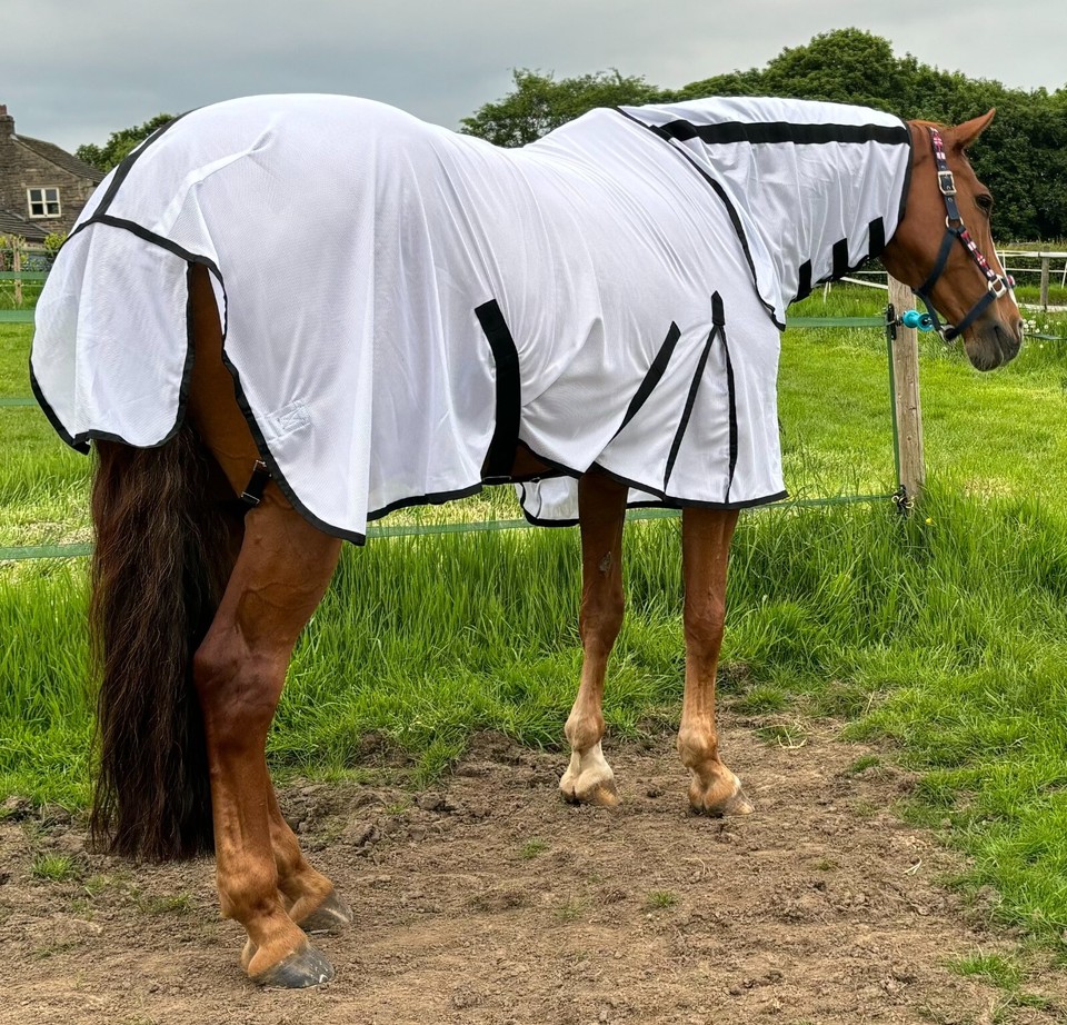 White & Zebra Fly Mesh Rug for Horse Pony Shetland - Lightweight Full ...