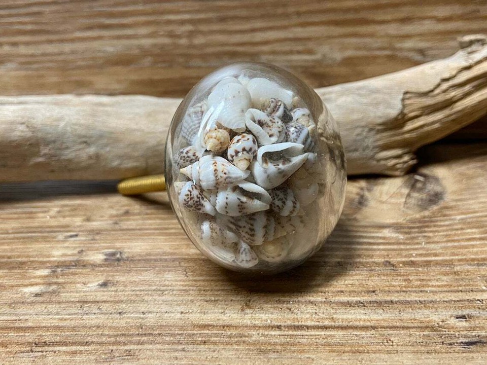 2 Live Seashell Filled Glass Drawer Pulls Knobs Cabinet Handles Gold ...