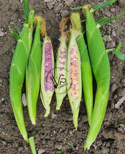 (40+ PCS) WILD VIOLET HYBRID SWEET CORN SEEDS -BẮP NẾP HỒNG VN |90% ...