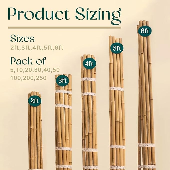 Extra Large Thick Bamboo Canes 2ft-6ft Plants Supporting Pole Sticks ...