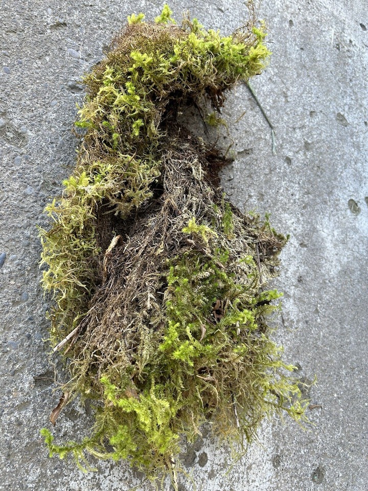 Living Moss - Fresh Sheet Moss Terrariums and Bonsai Fern Moss 2 Gallon ...