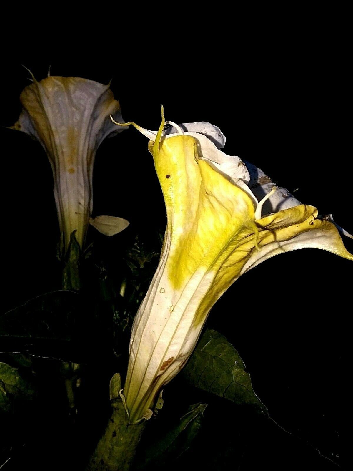 Double White w Yellow Stripe Devil Trumpet (Datura) 10 Seeds Huge ...