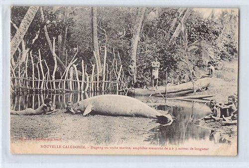 NOUVELLE-CALÉDONIE - Dugong ou vache marine - Ed. A. Bergeret | eBay