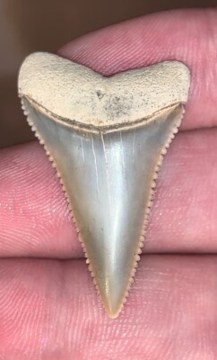 WORLD CLASS Peruvian Great White Shark Tooth Fossil Rare Peru *MAKE ...