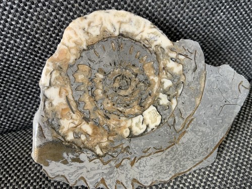 Echioceras Sp Ammonite Cut & Polished Rare Calcite Fossil Lyme Regis ...