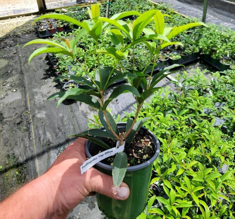 Fudingzhu Fragrant Tea Olive ( osmanthus ) - Live Plant - ( 1 QT ) | eBay