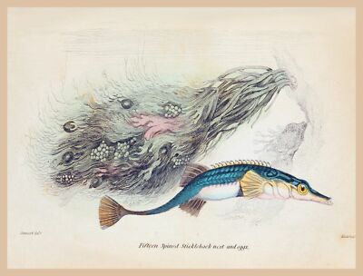 8624.Decoration Poster.Home Room wall art design.Fishing.Stickleback ...