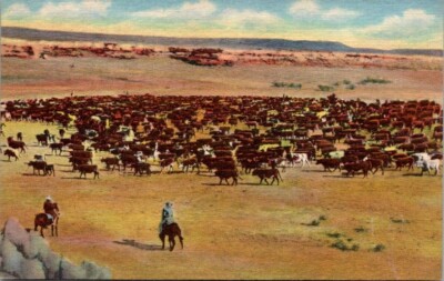 Postcard Cowboys Roundup Cattle on the Open Range Western Prairies ...